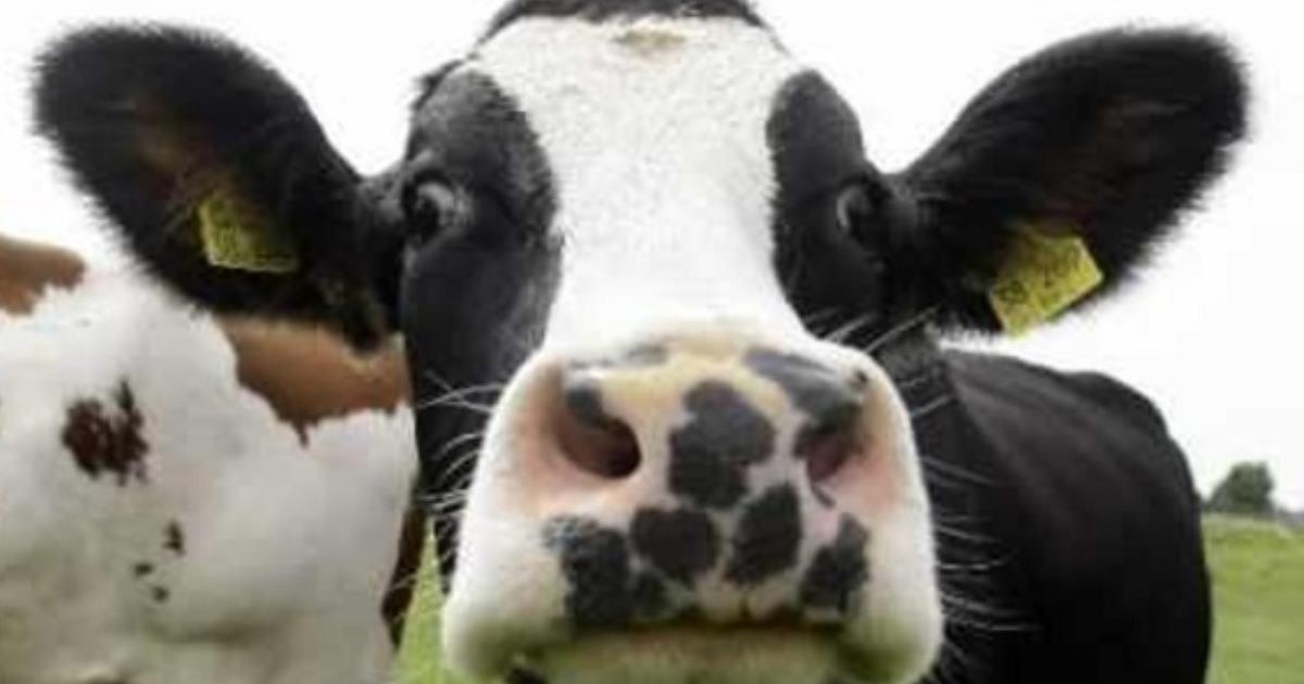 SPECTACLE : LA VACHE TACHETEE ET AUTRES CONTES CRUELS - CADOURS - Show ...