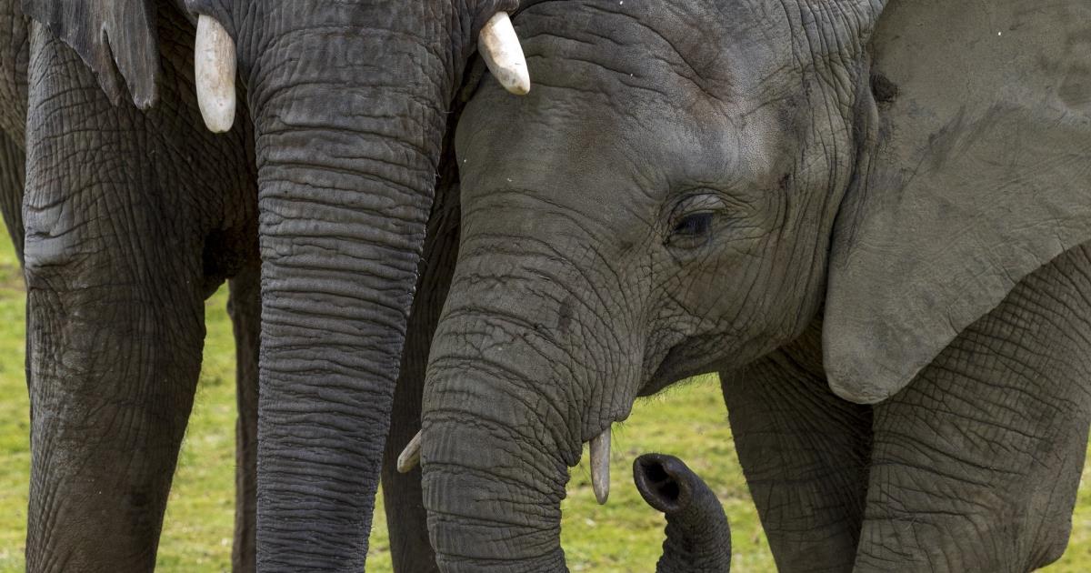 ZOOLOGICAL PARK AFRICAN SAFARI - PLAISANCE-DU-TOUCH - Zoo - animal park