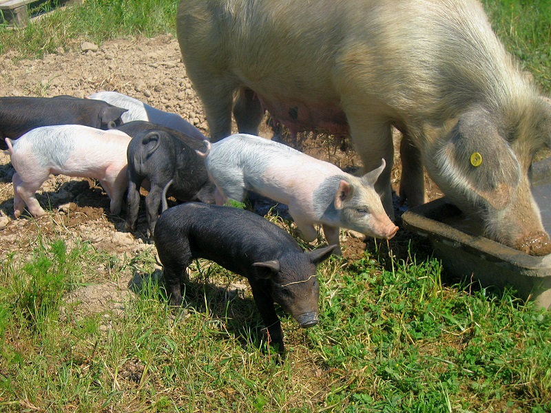 FERME DES COCHONS BIO - BRETX