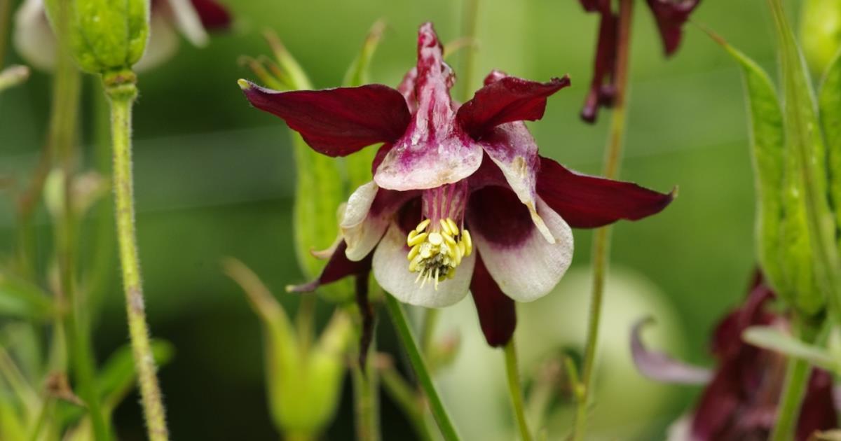 PYRENEAN BOTANICAL GARDEN - MOUNTAIN FLOWERS - MELLES
