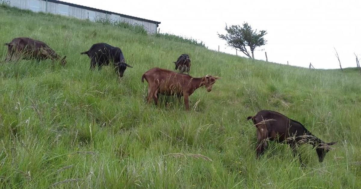 CHÈVRERIE DE BONIFÉ - AVIGNONET-LAURAGAIS